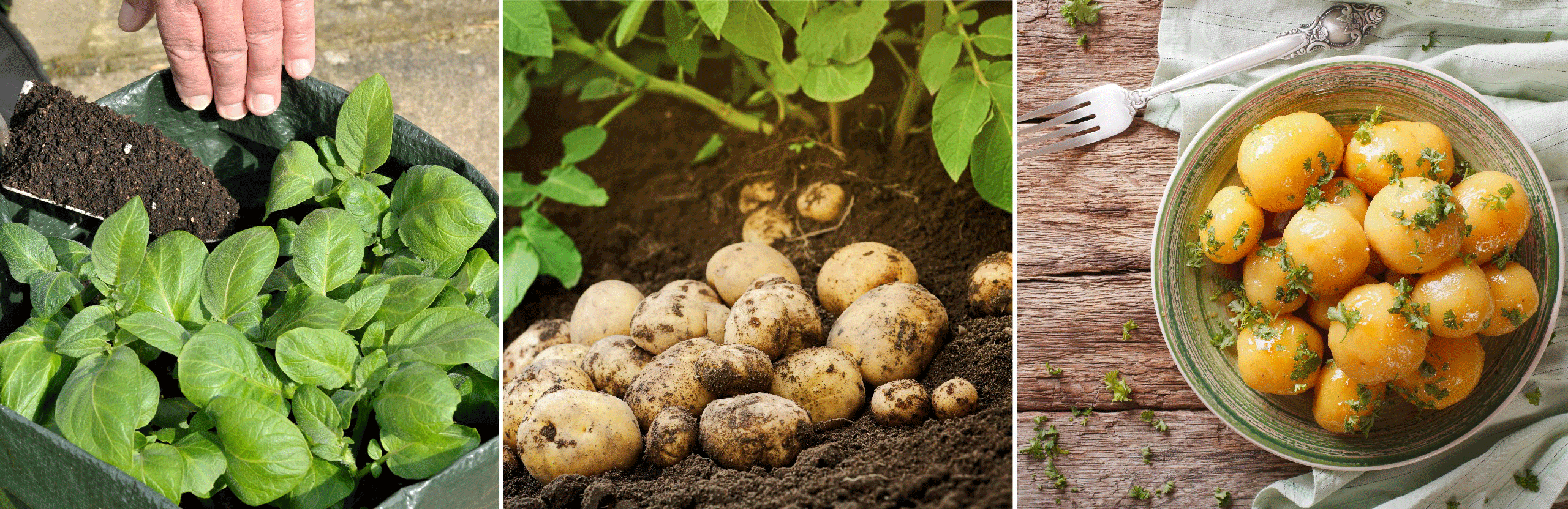 Christmas Seed Potatoes Available Now