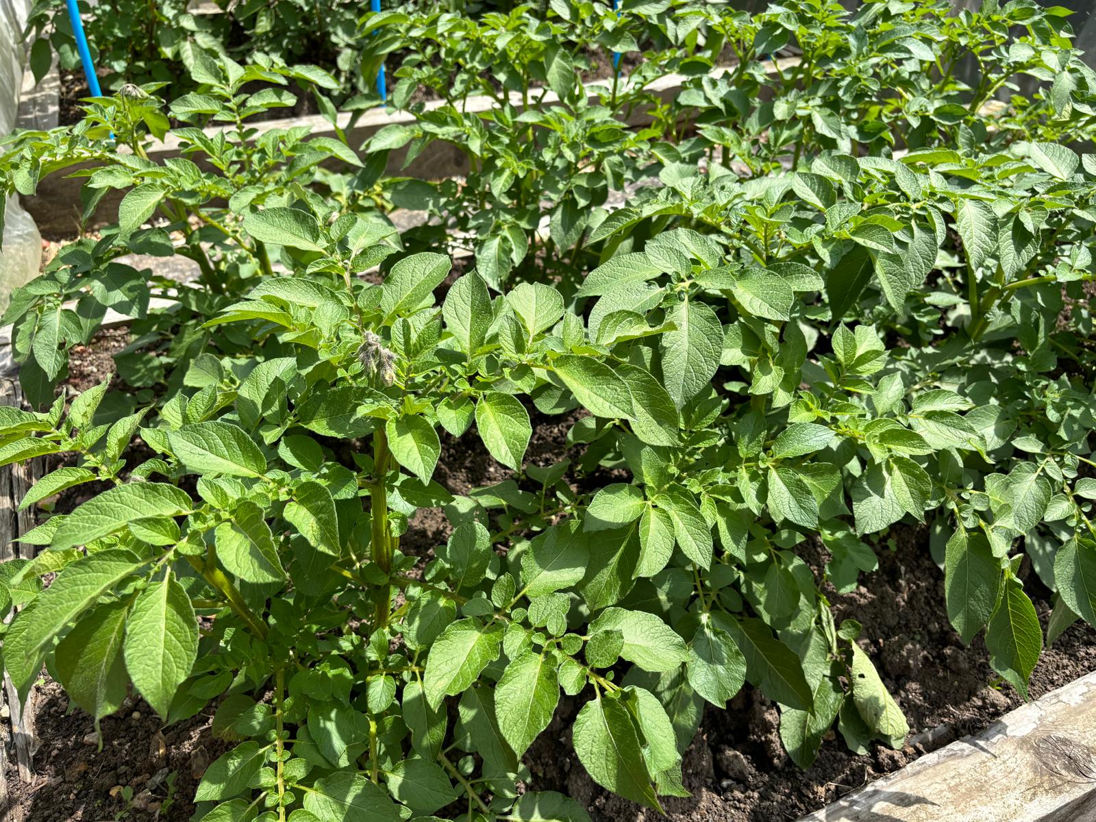 How and when to earth up potatoes