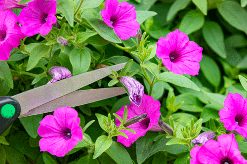 Poplar Nurseries | Garden Centre In Colchester, Essex
