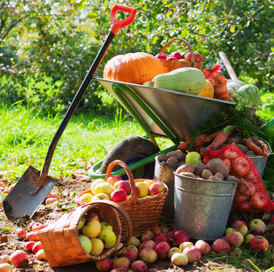 Poplar Nurseries | Garden Centre In Colchester, Essex