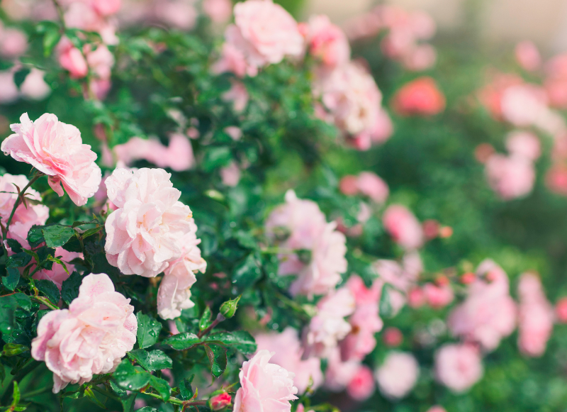 Roses for Sale in Colchester, Essex