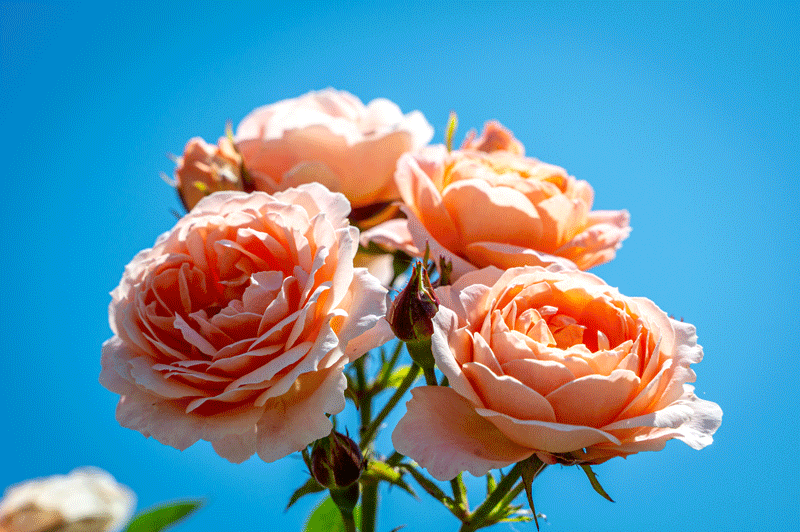 Roses for Sale in Colchester, Essex
