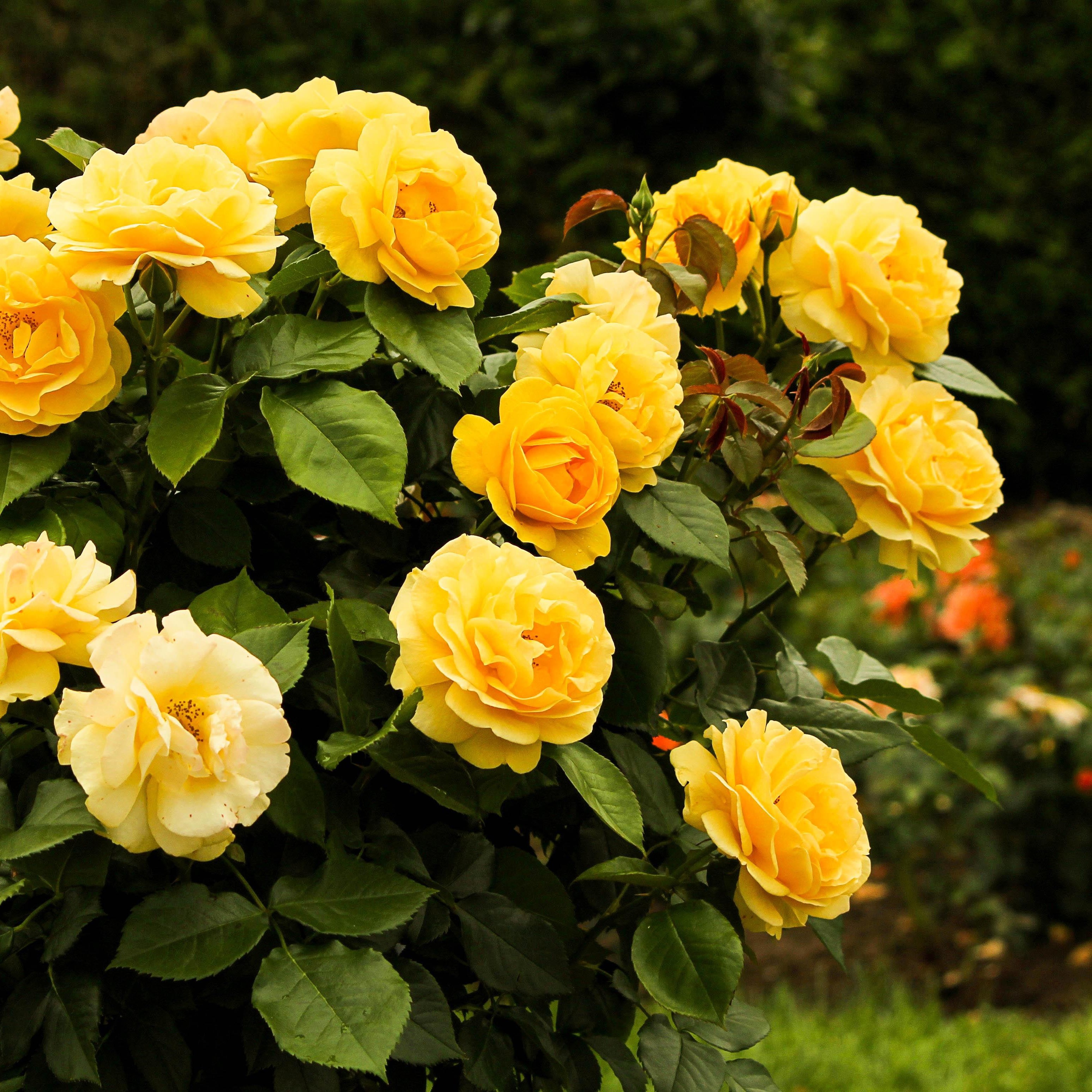 Roses for Sale in Colchester, Essex